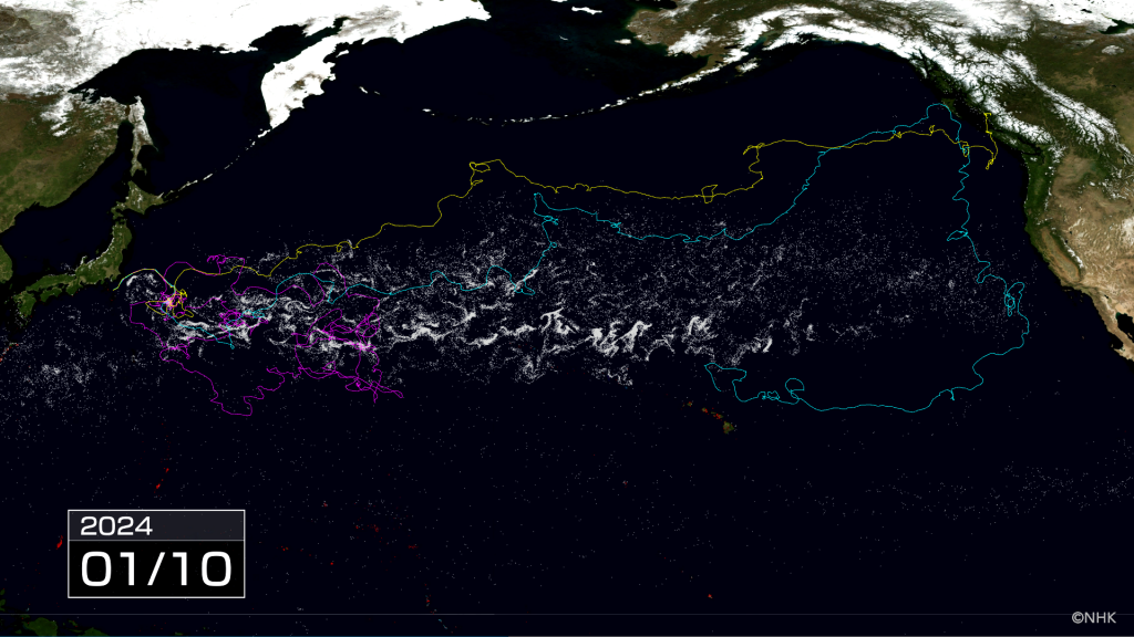 The 8K visualization of microplastic pollution in the Pacific Ocean ...